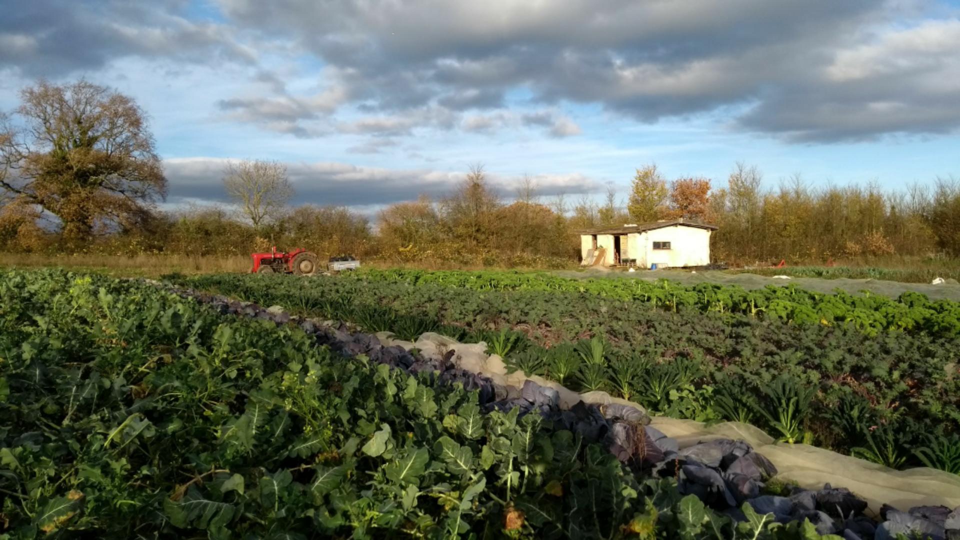 Community rallies to save urban farming project - The Bristol Cable