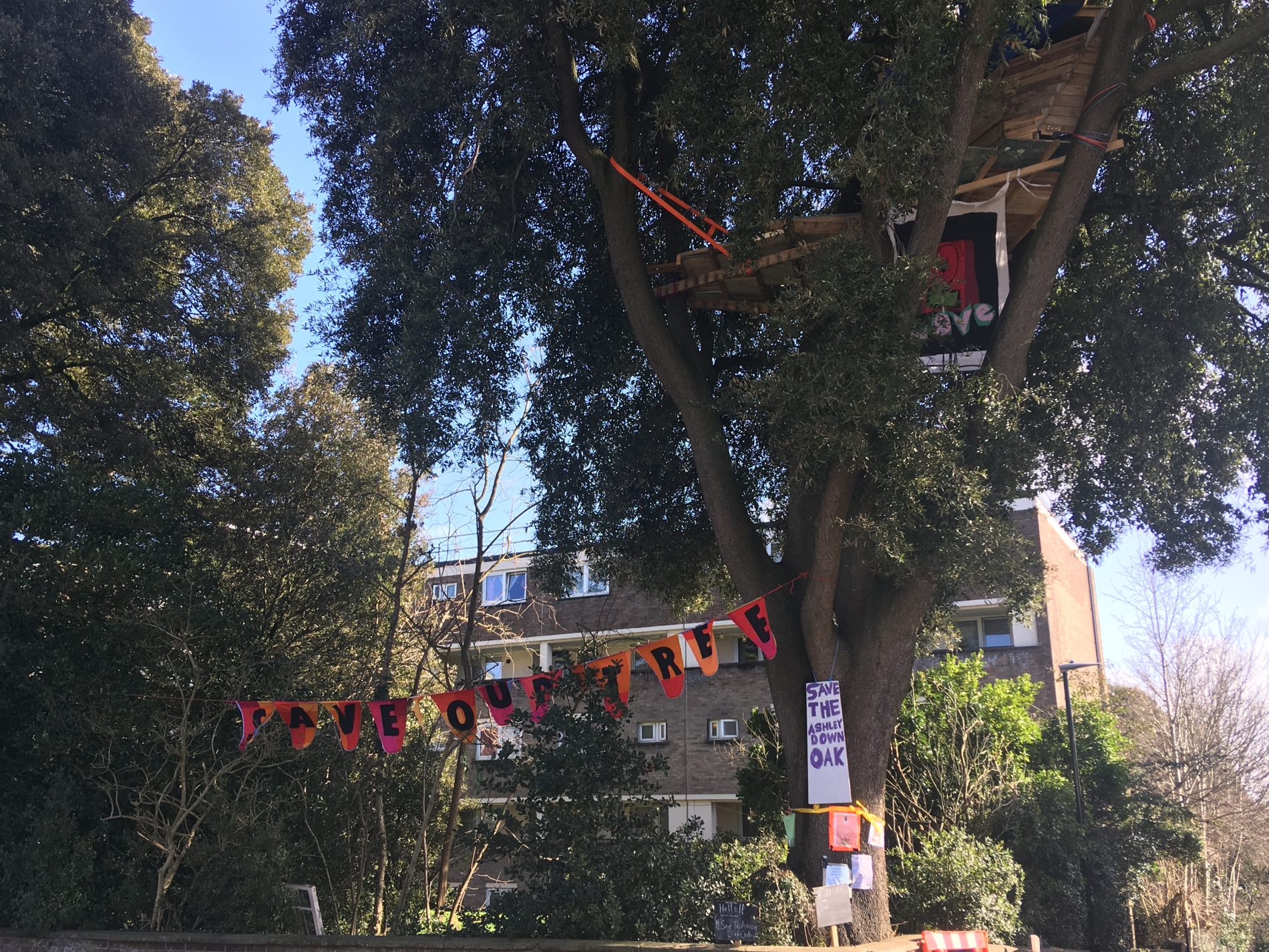 Campaigners accuse Marvin Rees of not protecting Bristol’s mature trees ...